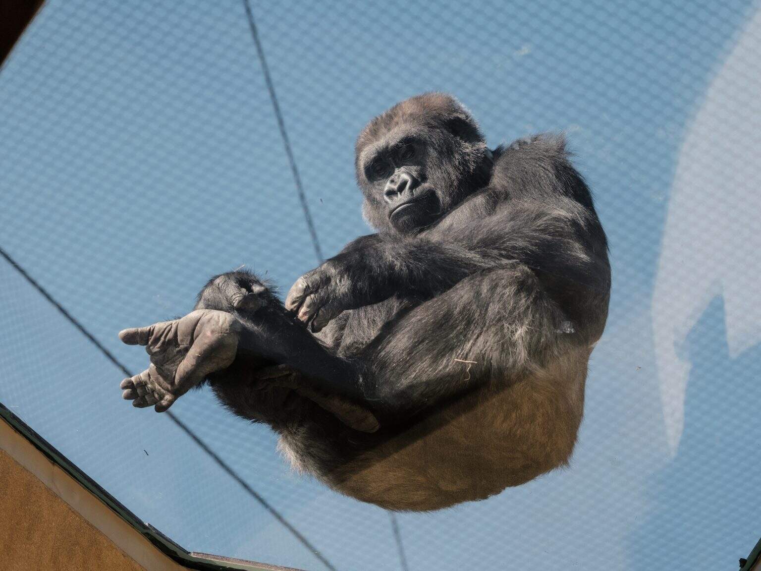 Seven Gorillas, Three Cities, One New Home - A-Z Animals