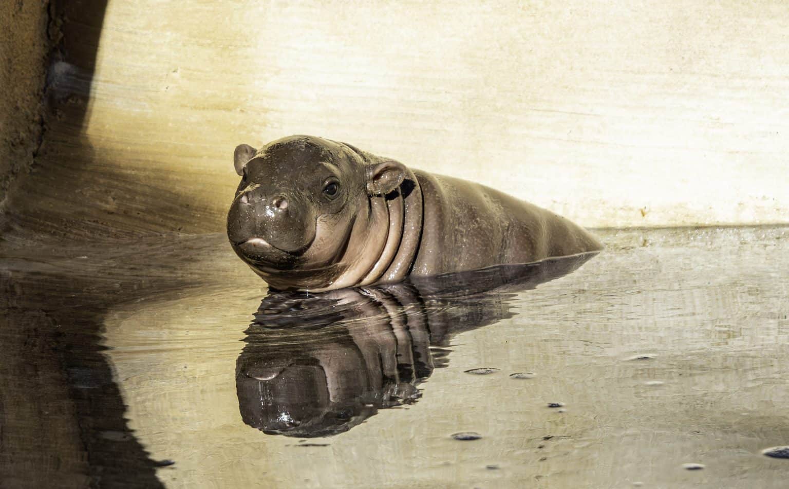 Hershey’s Campaigned to Name This Rare Baby Hippo. The Public Had Other ...