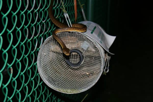 How One Invasive Species Is Rewiring an Entire Island’s Ecosystem - A-Z ...