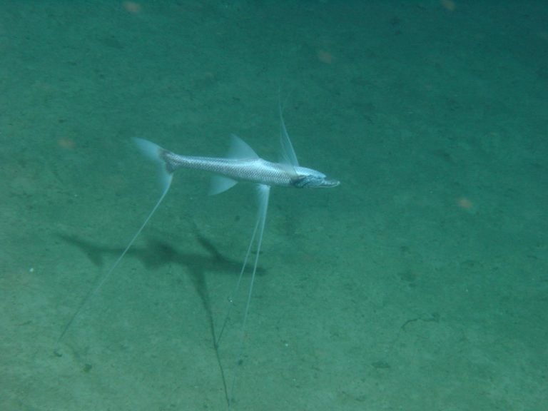 Deep Ocean Discovery: A New Species With 5 Arms and Spear-Like Teeth ...