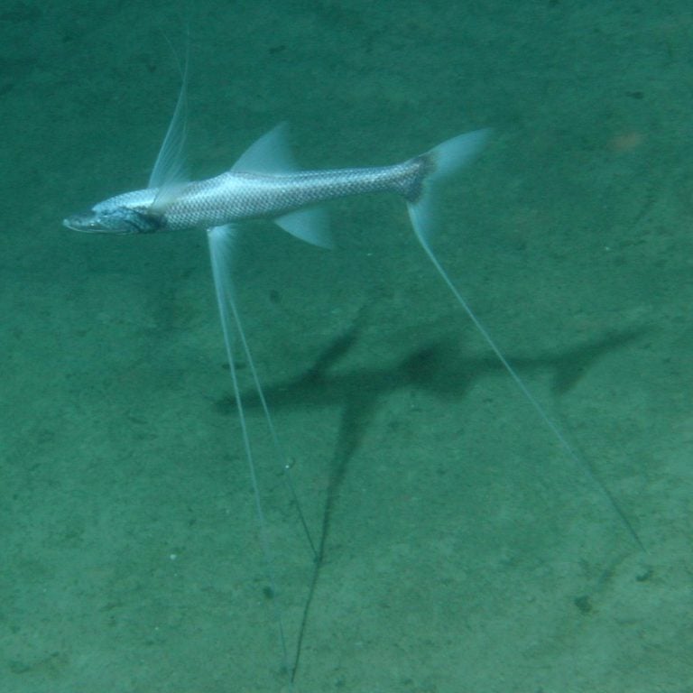 The Fish That Stands Still and Waits for the Ocean to Deliver Its ...