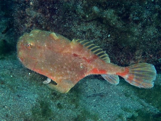 Meet the Coffinfish, the Deep-Ocean “Sea Toad” That Walks Instead of ...