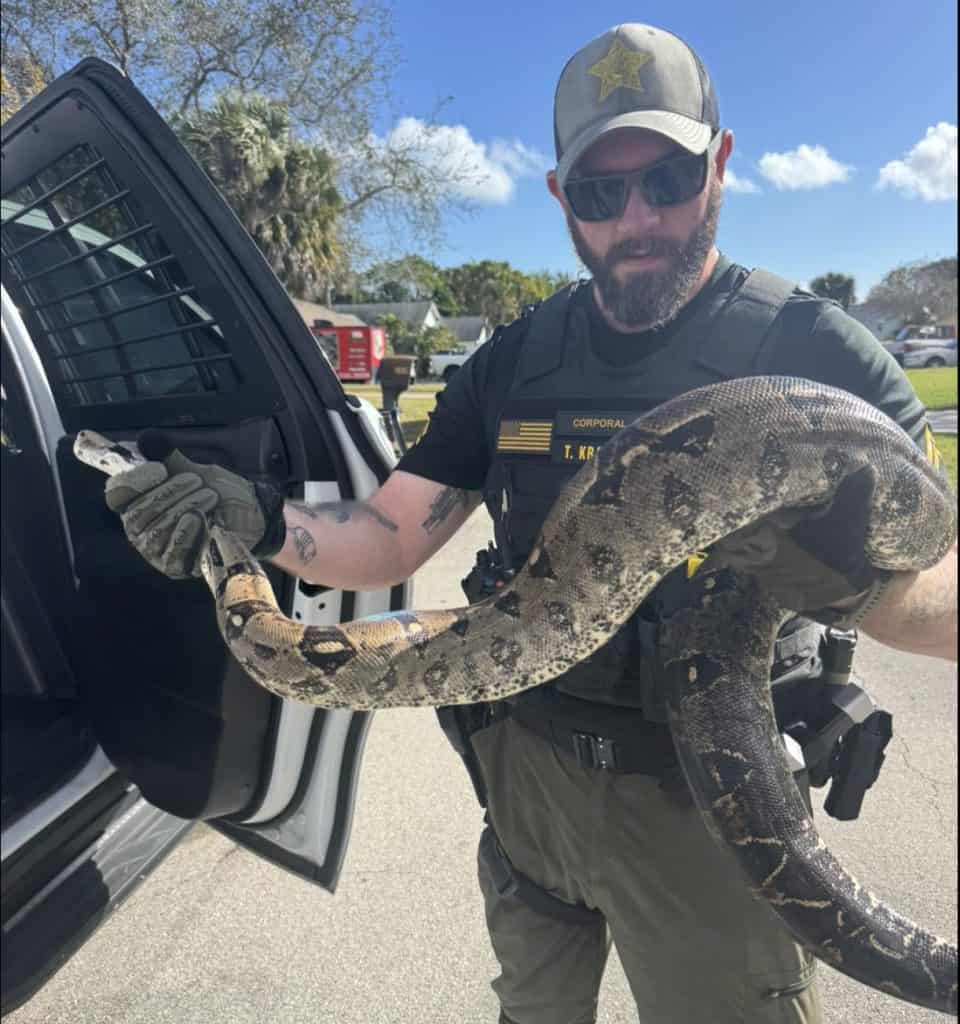 9 Feet of Trouble: Sheriff’s Office Removes Massive Boa from Florida ...