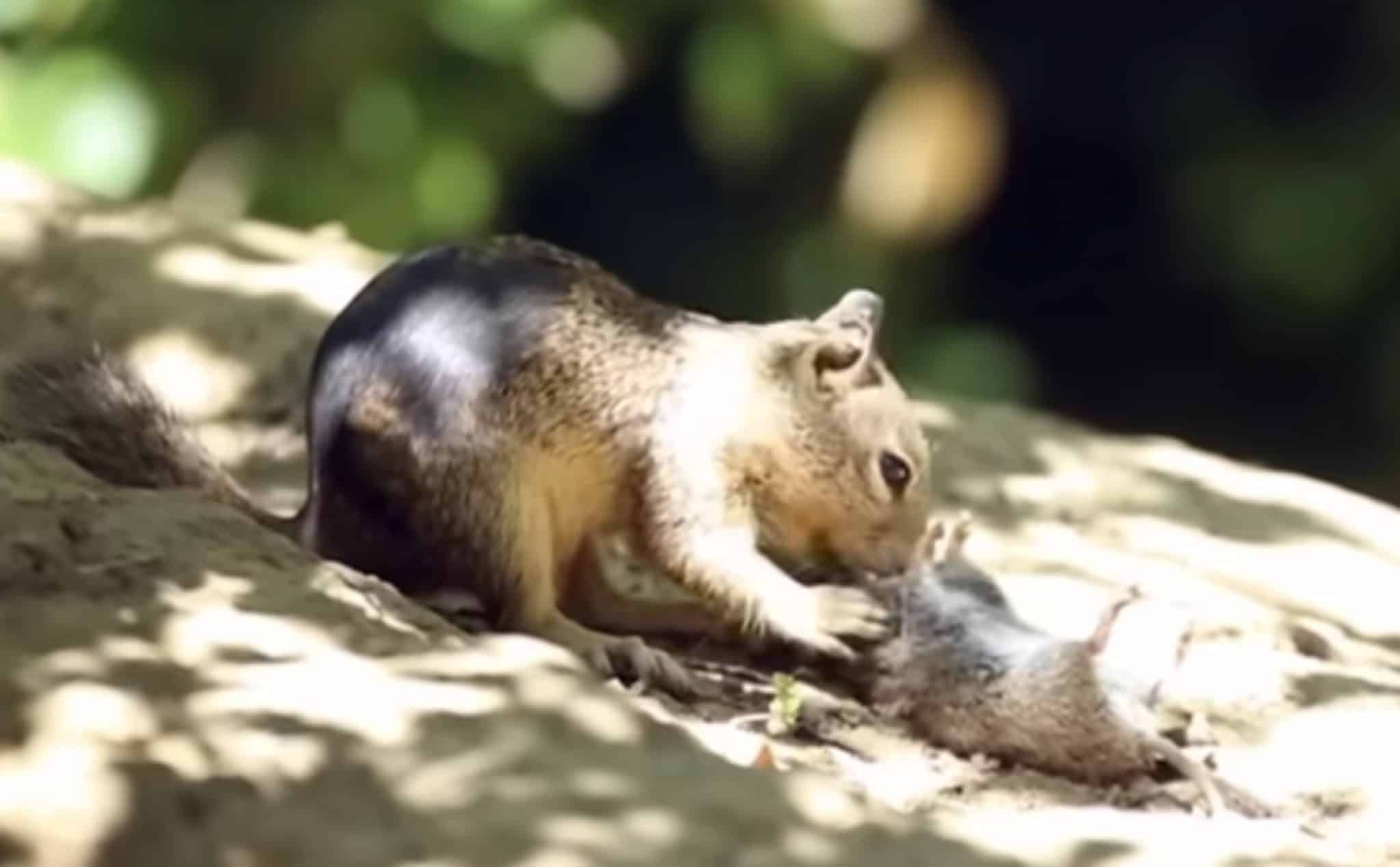 California Ground Squirrels Caught Hunting in New Scientific Footage ...