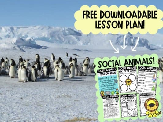Prides, Pods & Packs: A Lesson Plan for Kids on Social Animals - A-Z ...