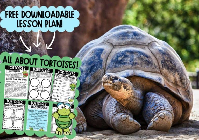 A Free Downloadable Polar Bear Unit Plan For Students - A-Z Animals