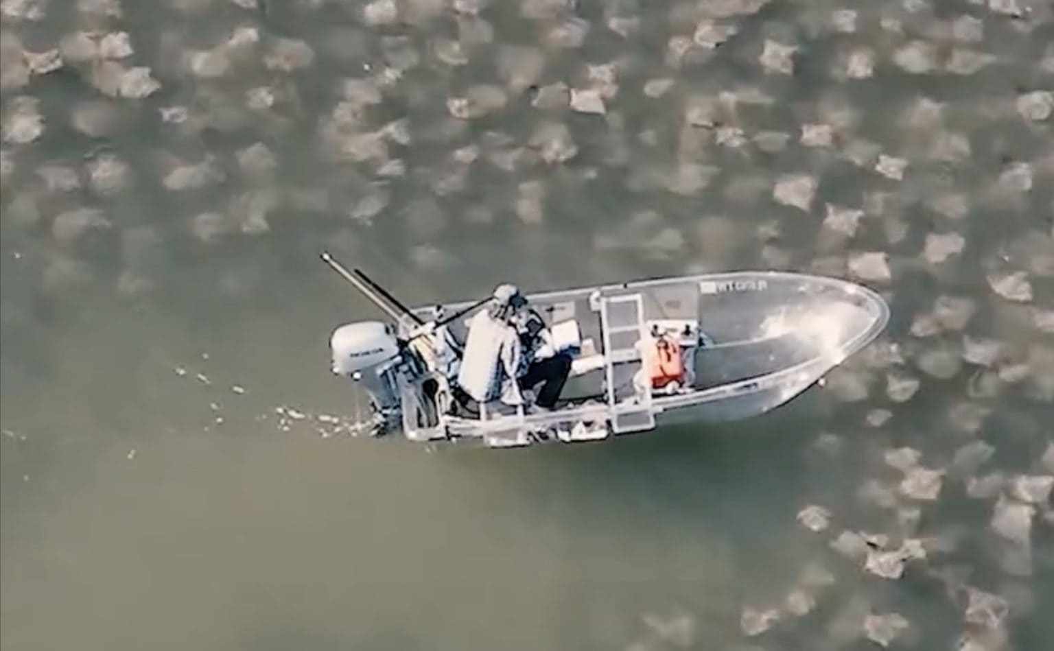 Wings Beneath the Waves: The Rhythmic Journey of the Cownose Ray - A-Z ...