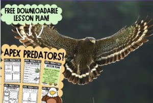 Meet the Apex Predators: A Lesson Plan About Animals on Top - A-Z Animals