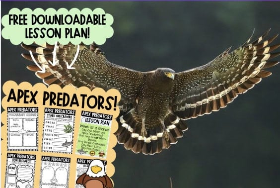 Discover Animals That Hibernate: A 5-Day Unit Plan for Elementary ...