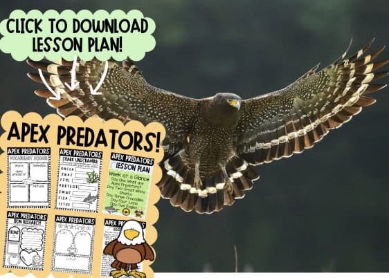 Meet the Apex Predators: A Lesson Plan About Animals on Top - A-Z Animals