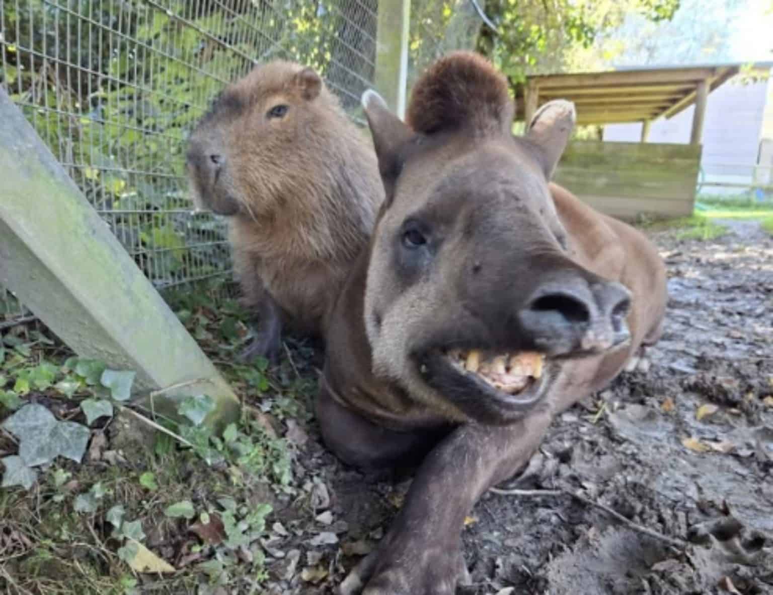 An Unlikely Pair: Beloved Zoo Companions Pass Away Just Hours Apart - A ...