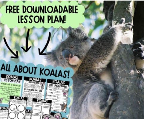 Leaf Lovers: Exploring Koala Habits in a Five-Day Unit Plan - A-Z Animals