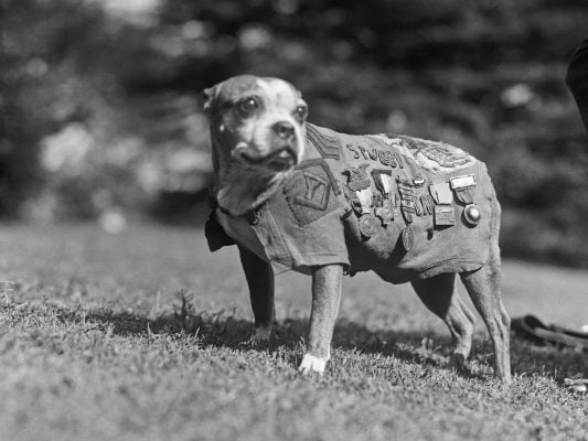 Sergeant Stubby: World War I’s Most Famous Dog - A-Z Animals