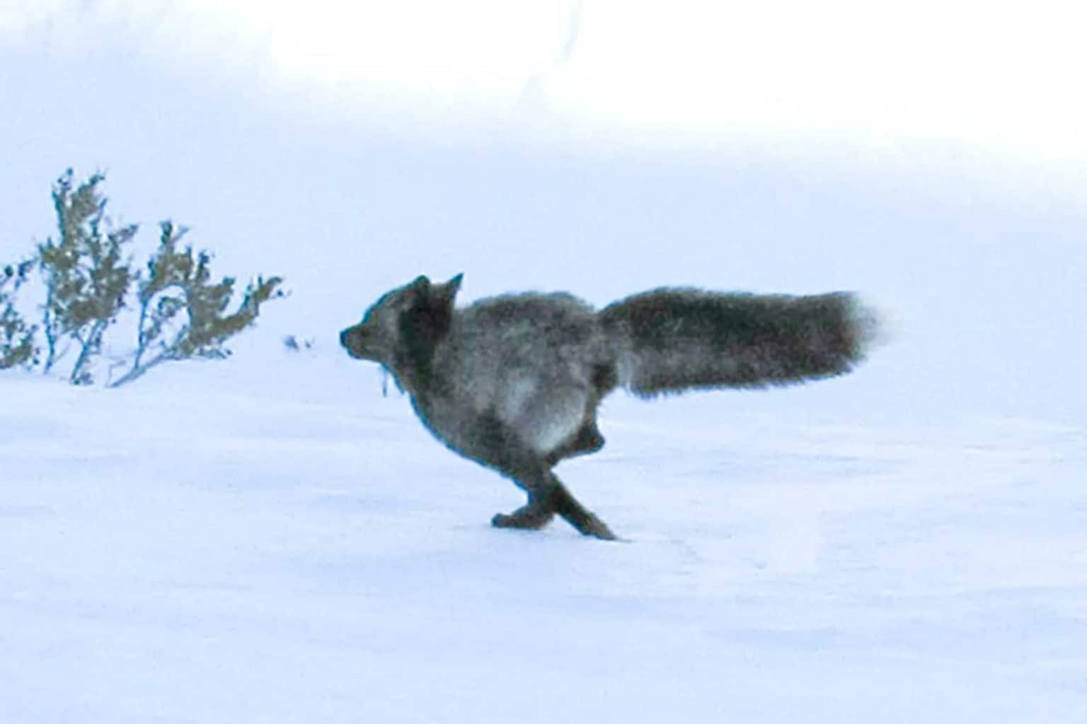 This Ghost Fox Was Thought Extinct Until a Camera Trap Changed ...