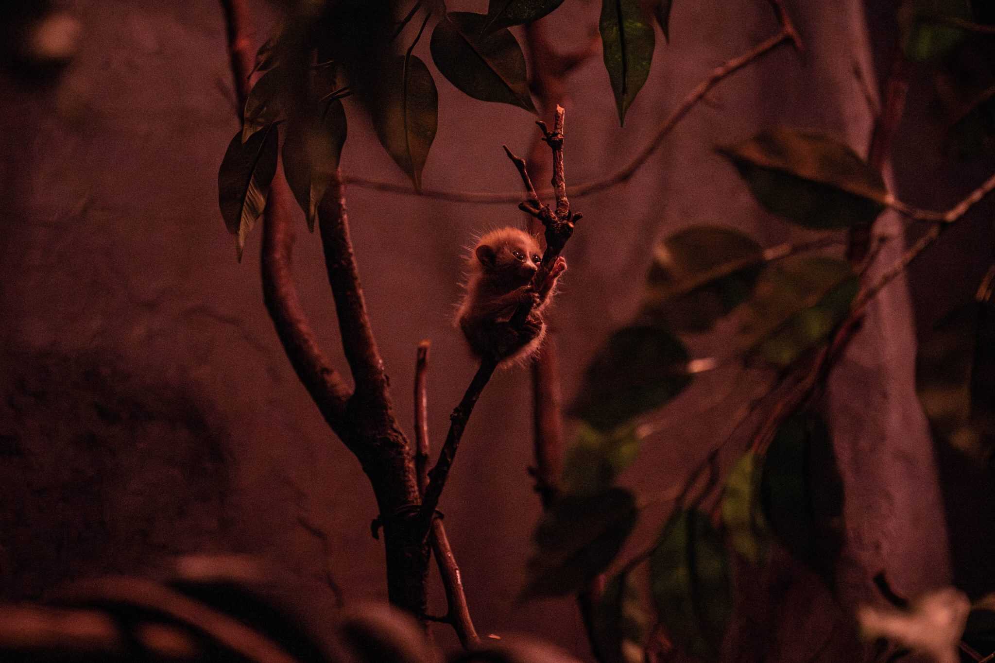 New Pygmy Slow Loris Baby at Bronx Zoo - A-Z Animals