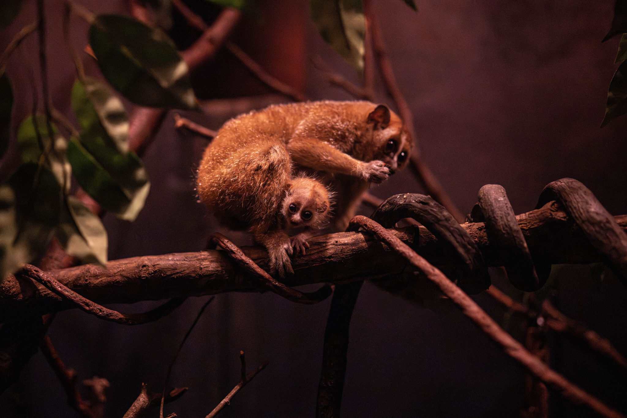 New Pygmy Slow Loris Baby at Bronx Zoo - A-Z Animals