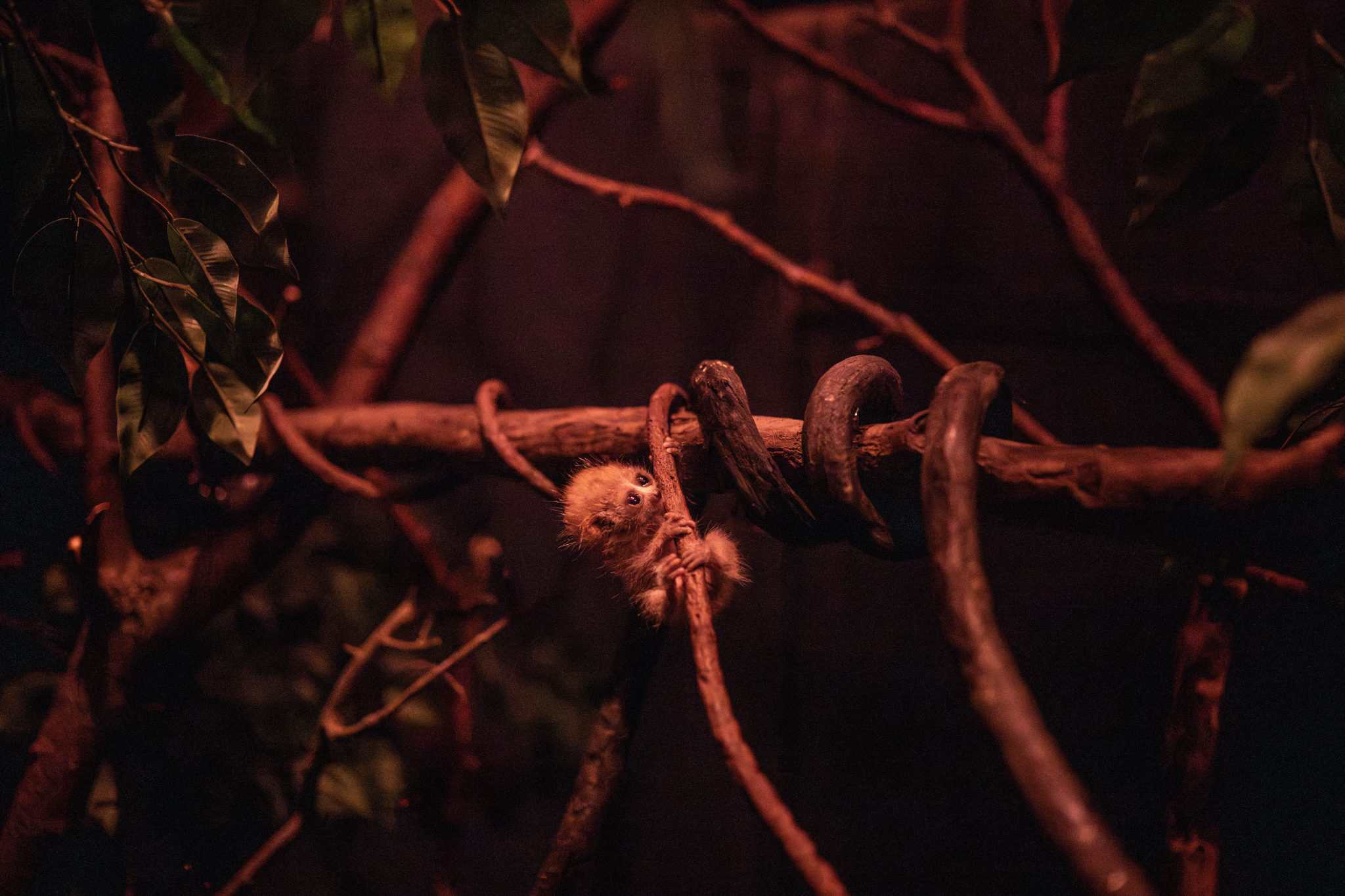 New Pygmy Slow Loris Baby at Bronx Zoo - A-Z Animals