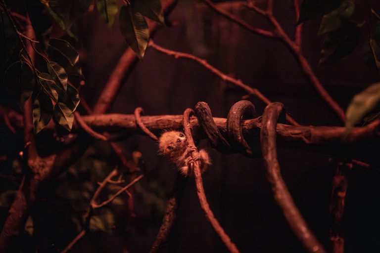 New Pygmy Slow Loris Baby at Bronx Zoo - A-Z Animals