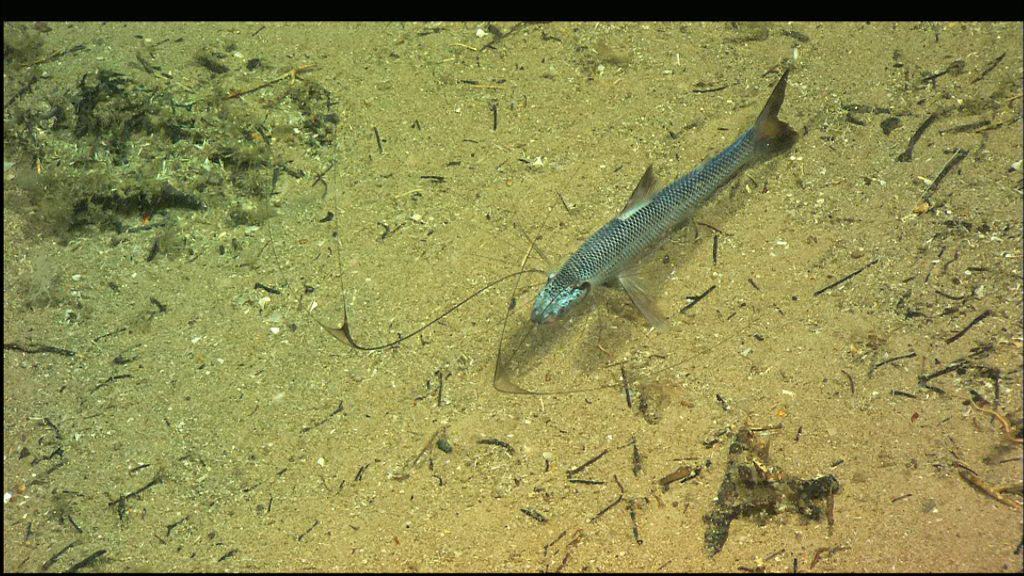 The Fish That Stands Still and Waits for the Ocean to Deliver Its ...