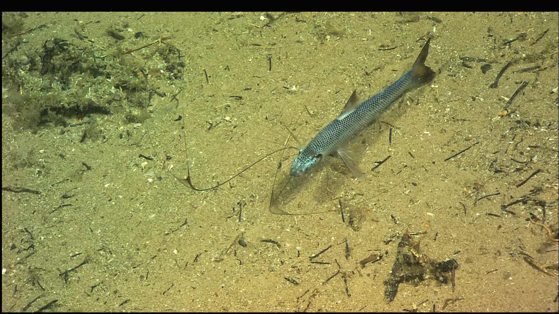 The Fish That Stands Still and Waits for the Ocean to Deliver Its ...