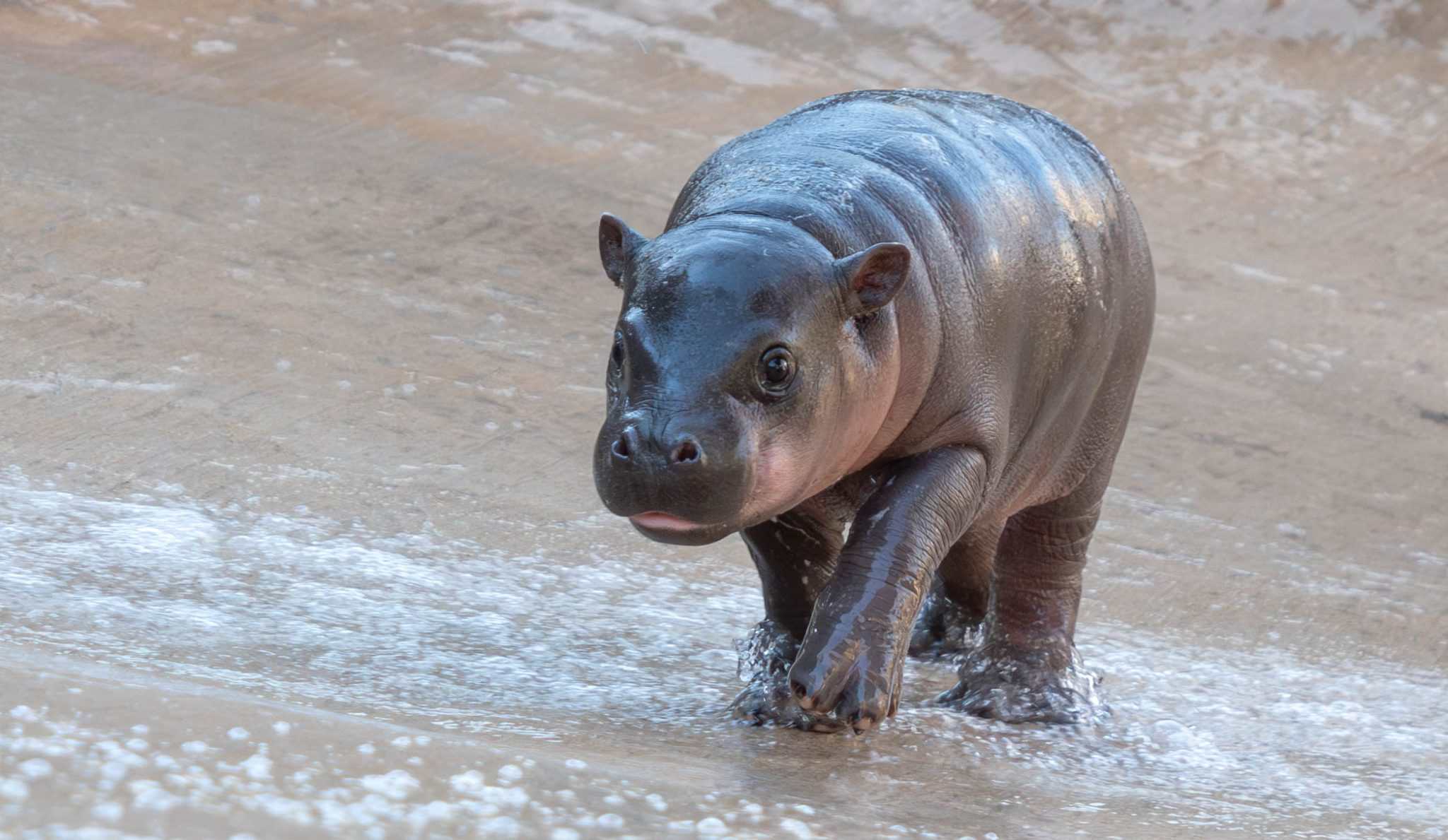 Hershey’s Campaigned to Name This Rare Baby Hippo. The Public Had Other ...