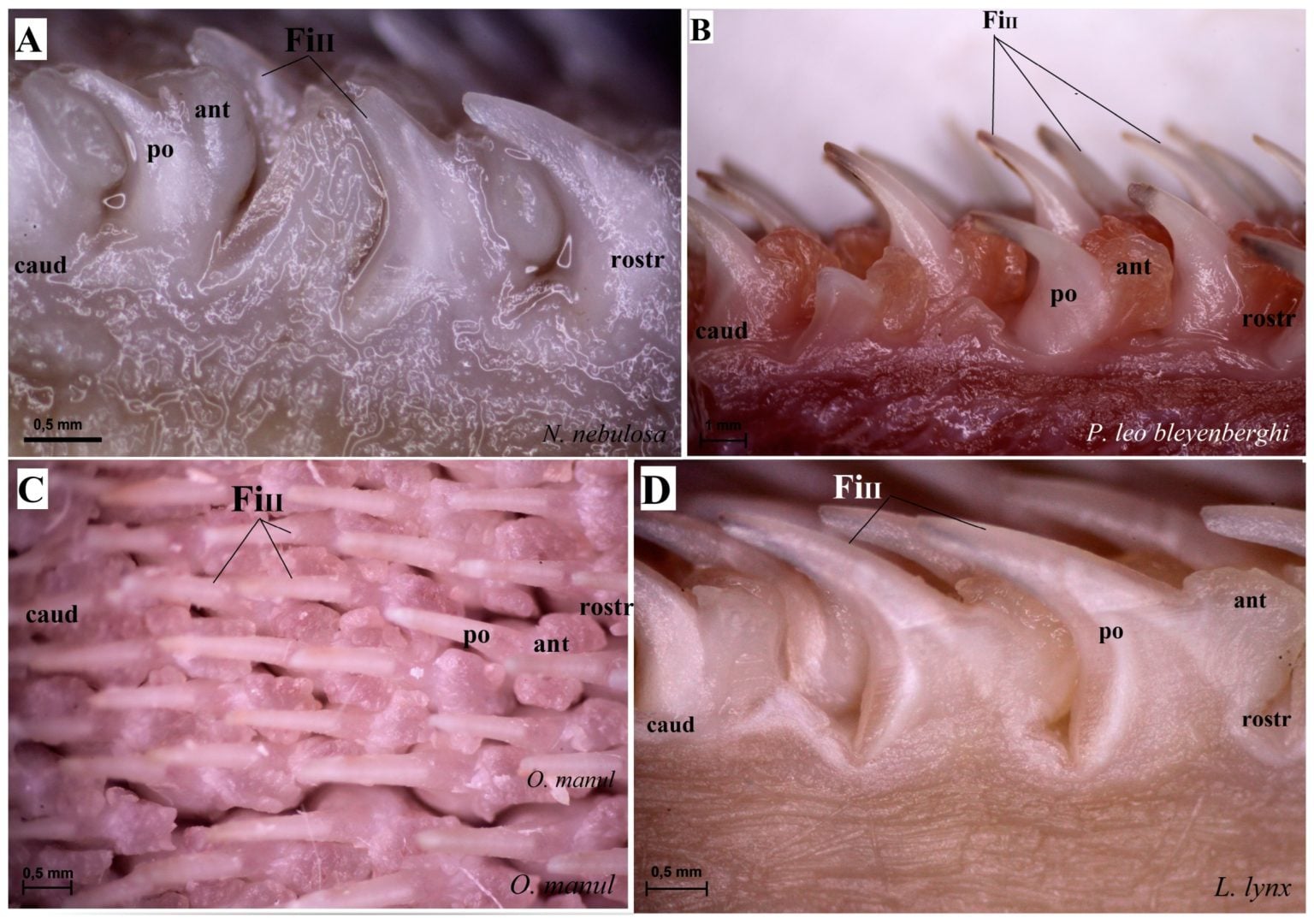 Nature’s Meat Stripper: Anatomy of a Tiger’s Tongue Explained - A-Z Animals