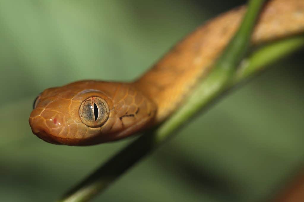 Pinna - A-Z Animals