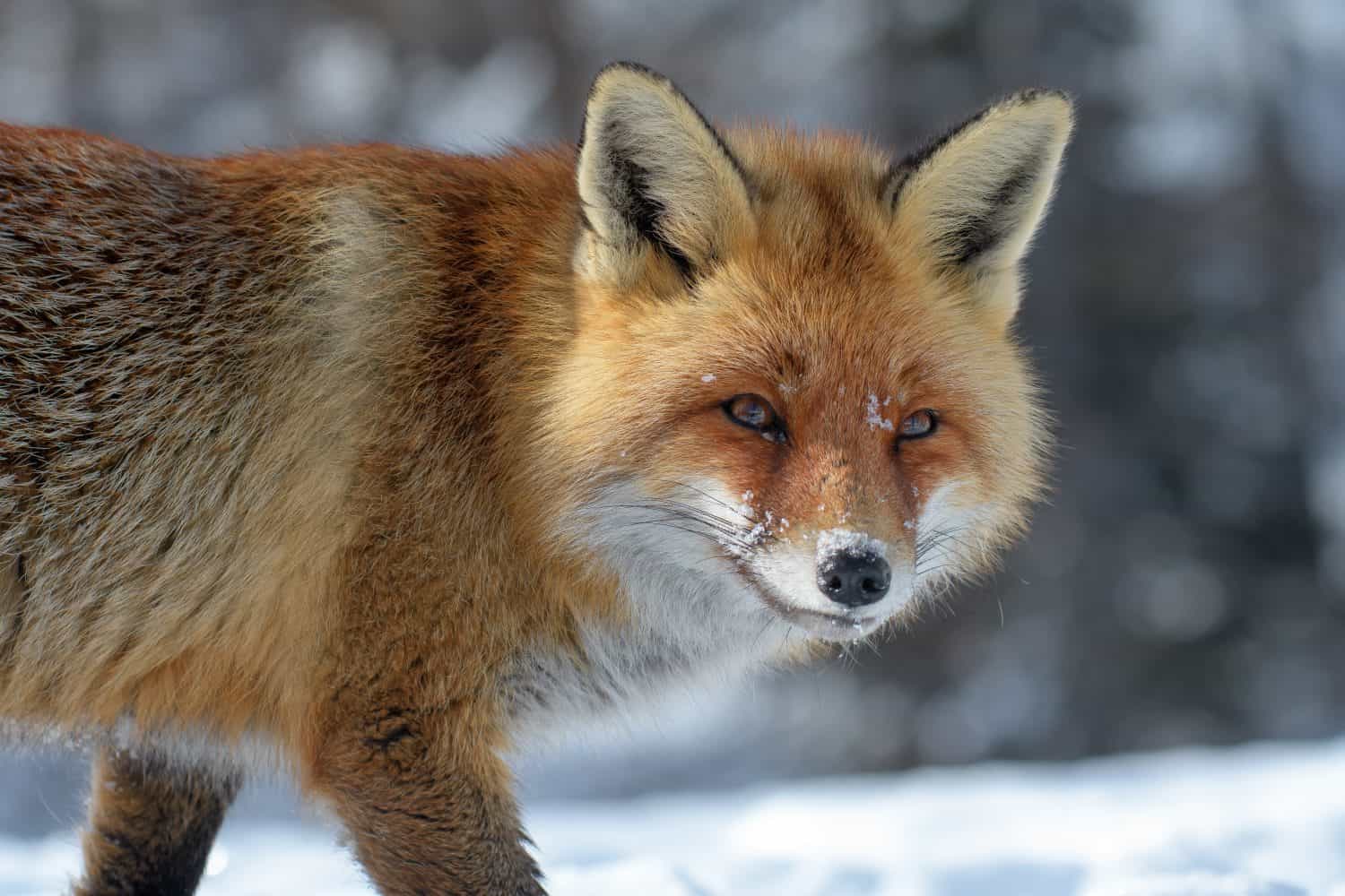 This Ghost Fox Was Thought Extinct Until a Camera Trap Changed ...