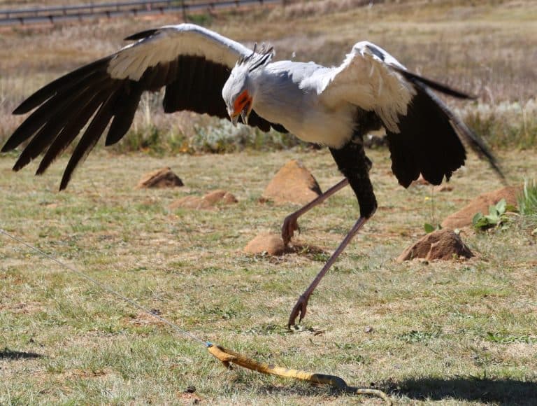 This Bird Kicks Snakes with Five Times Its Own Body Weight - A-Z Animals