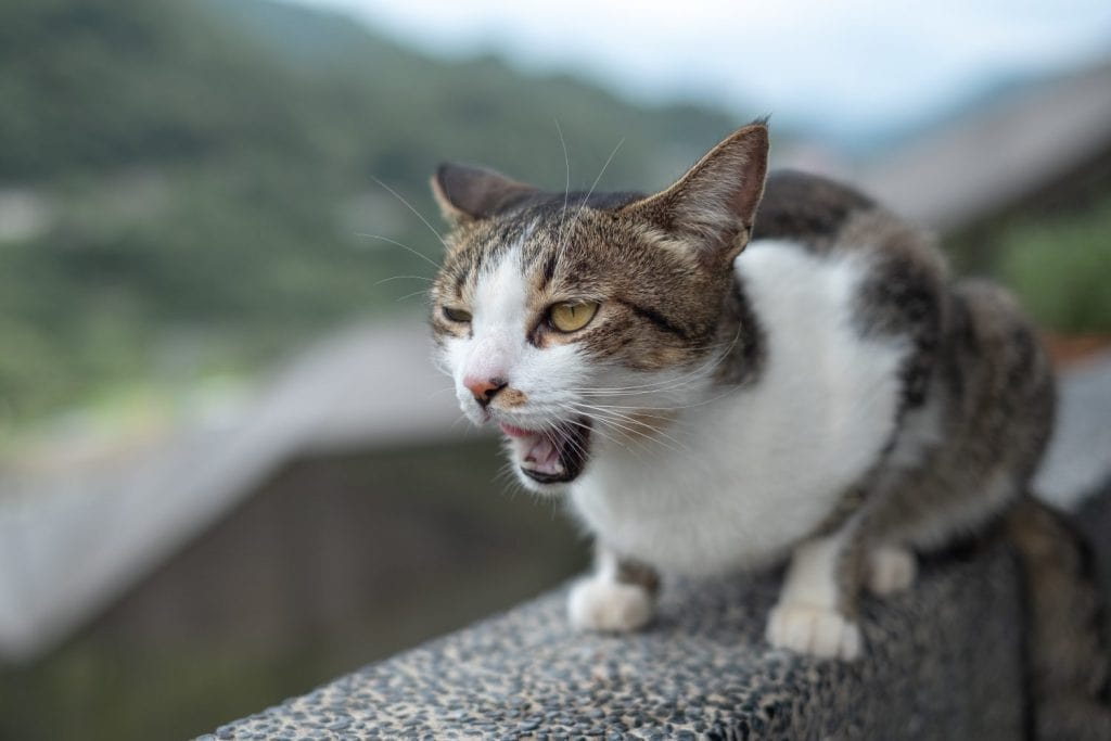 32 Muscles, One Goal: Why Your Cat’s Ears Are Evolution’s Most ...
