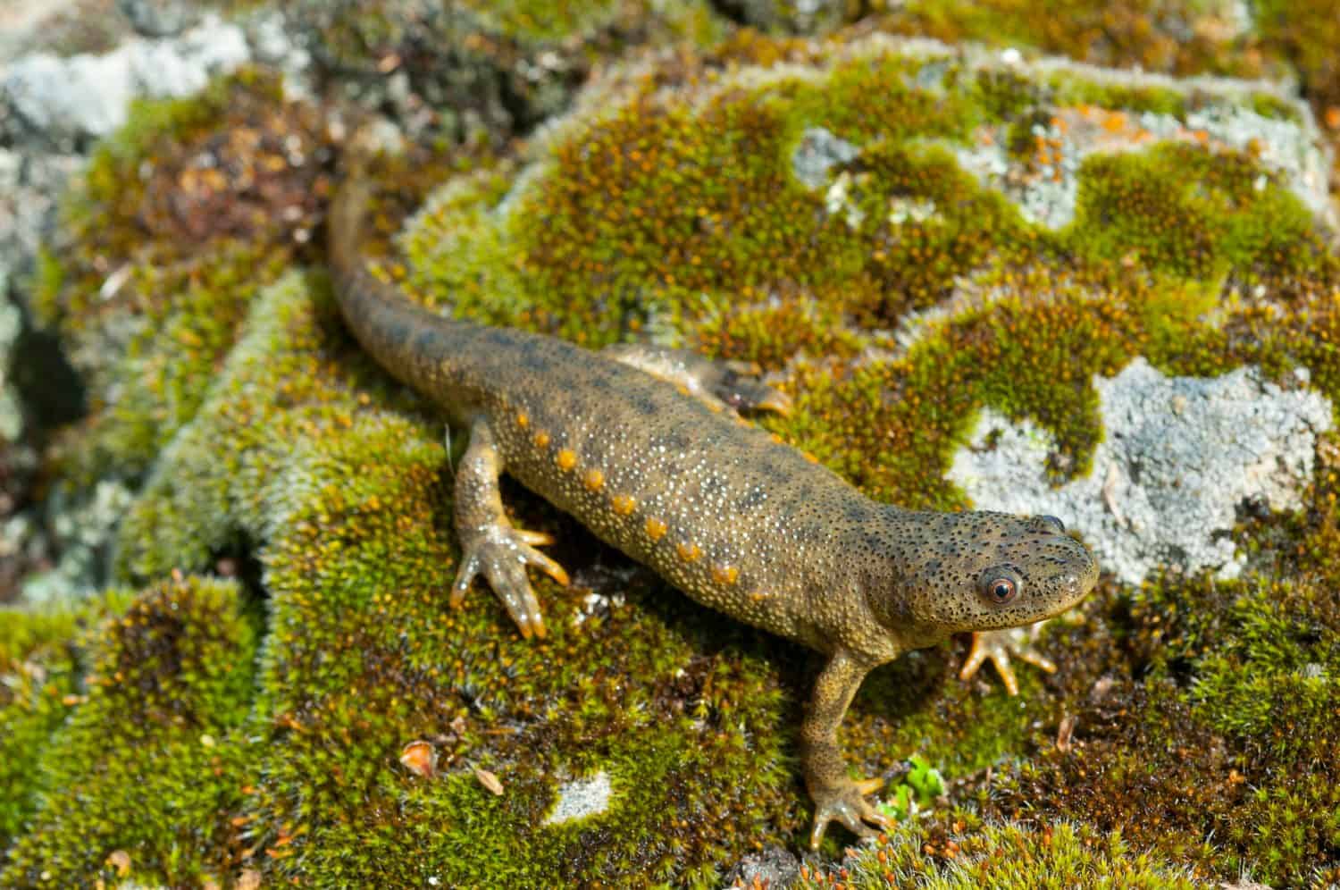 The Real-Life Wolverine: This Amphibian Weaponizes Its Own Skeleton - A ...