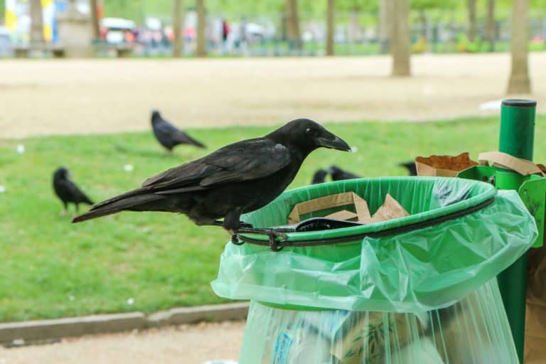 Meet One of the Smartest (and Naughtiest) Birds On Earth - A-Z Animals