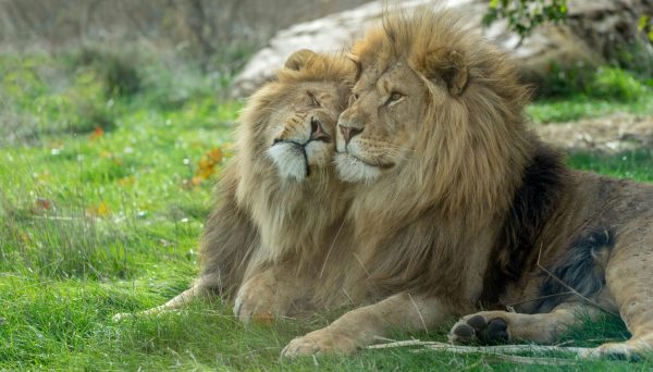 Exploring "Homosexual" Behavior in the Animal World - A-Z Animals