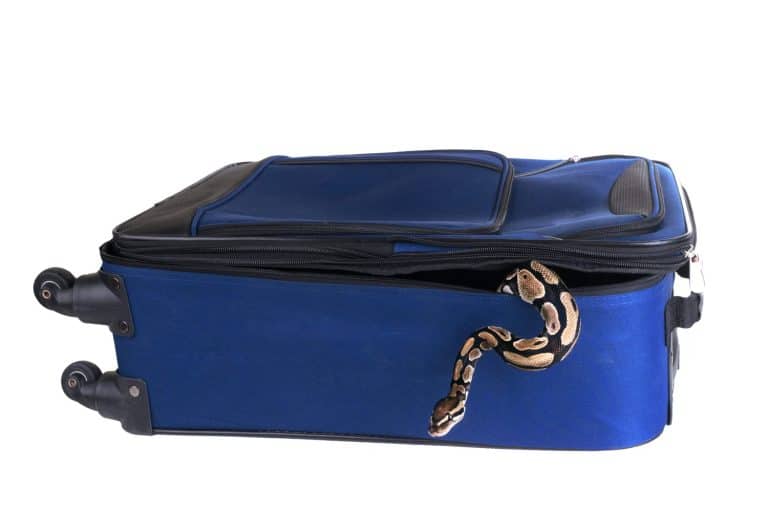 3 Horrifying Real-Life Stories of Snakes on a Plane - A-Z Animals