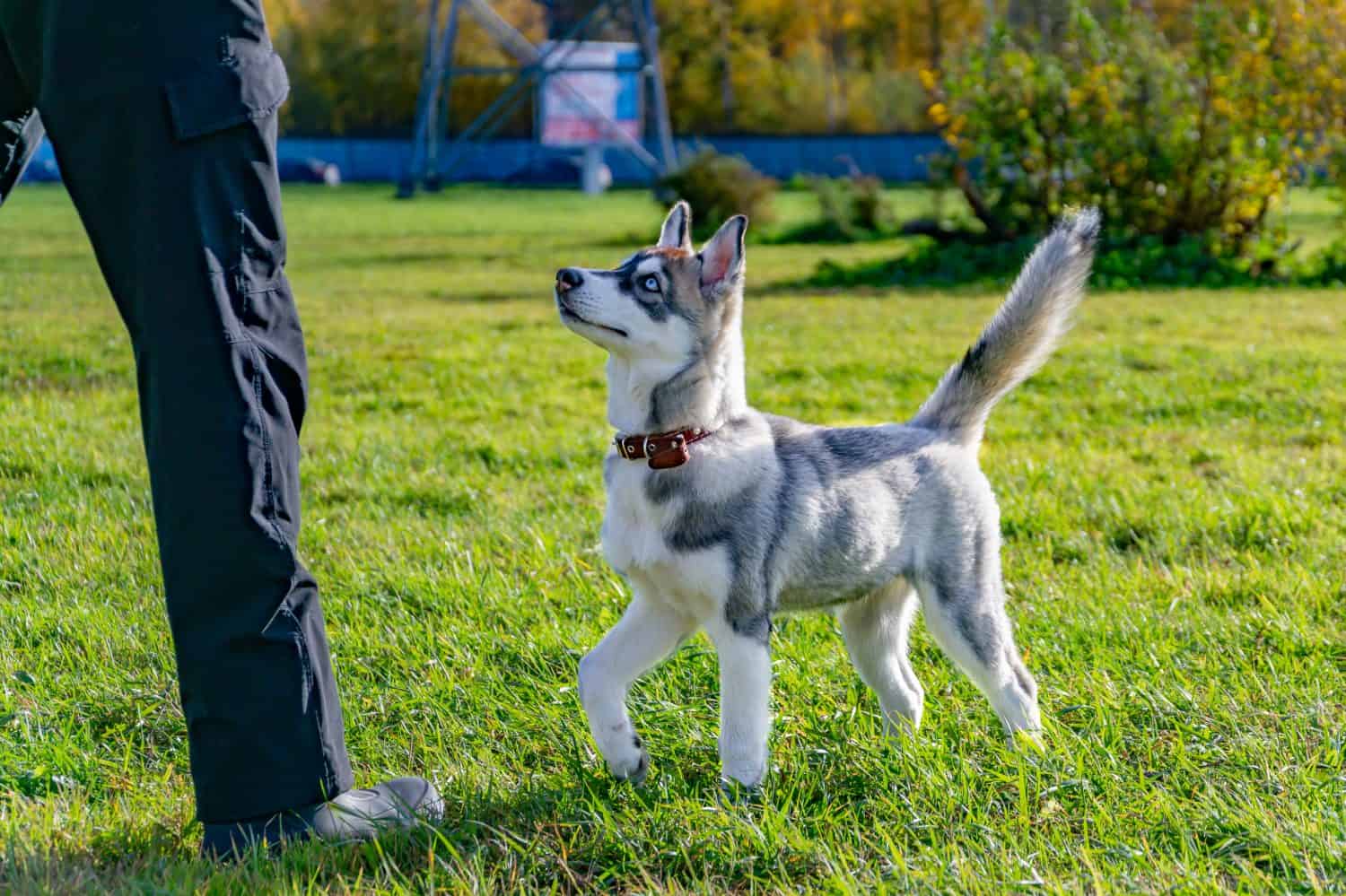 Full Grown Siberian Husky