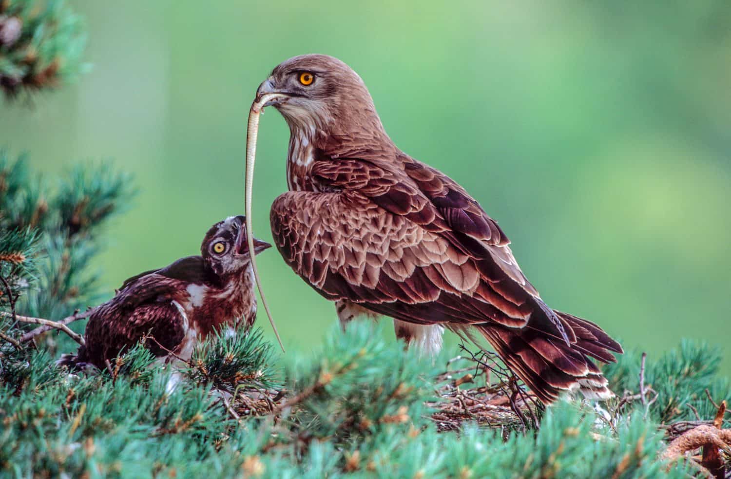 8 Fearless Animals That Hunt and Kill Snakes - A-Z Animals