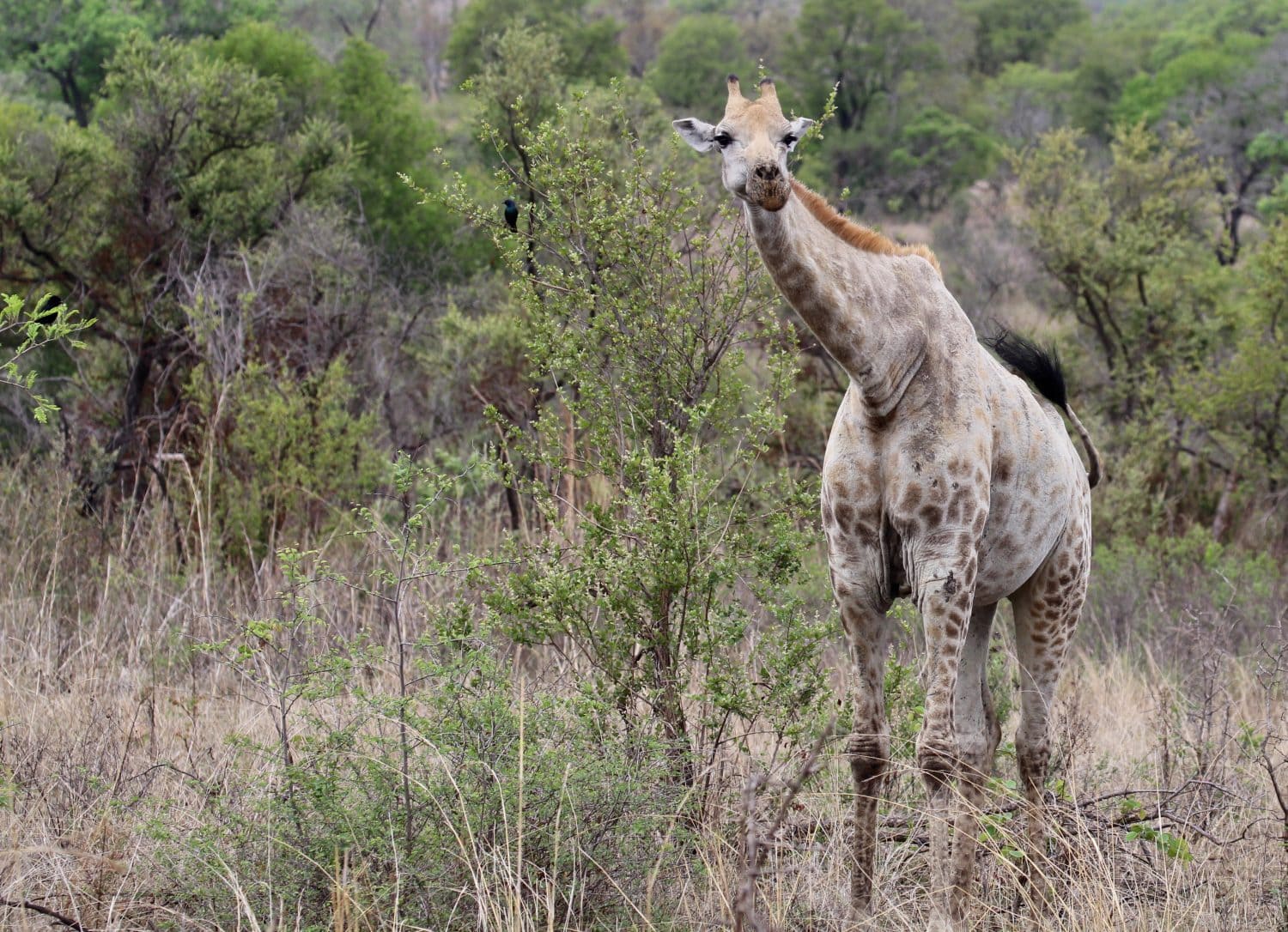 Why Are Some Giraffes White? The Rare Genetic Condition Behind Their ...