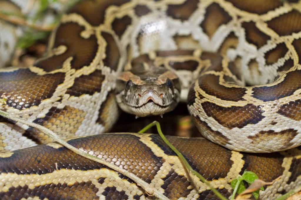 This Python Vomited Up a Fully Intact Bird in One Cringey Move - A-Z ...