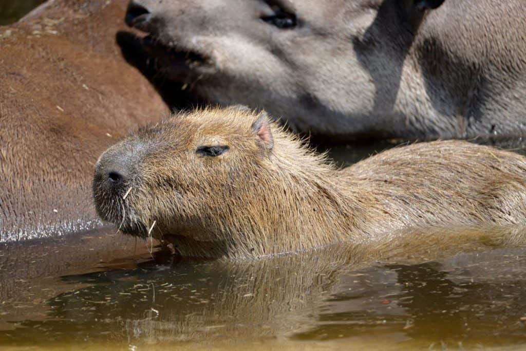 Sloths, Capybaras, and Quokkas: Why Certain Animals Become Kid ...