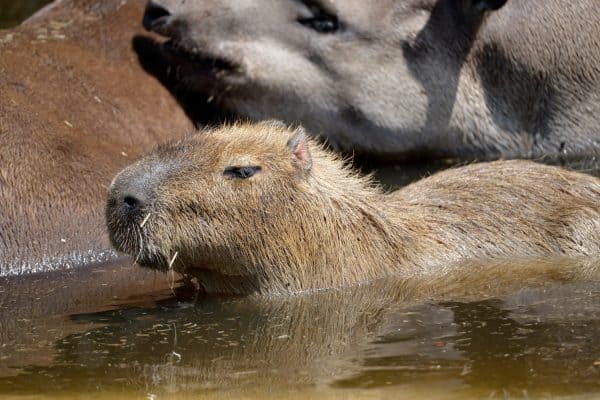 Are Capybaras the Chillest Animals on Earth? - A-Z Animals