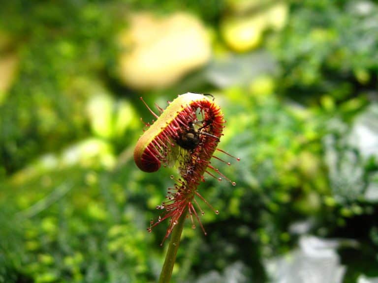 What Do Mayflies Eat? - A-Z Animals