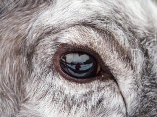 Blue Ice Eyes: The Seasonal Transformation of Reindeer Vision - A-Z Animals