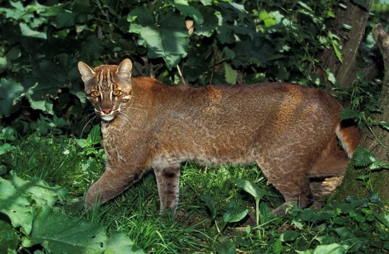 Albertonectes Animal Facts - Albertonectes - A-Z Animals