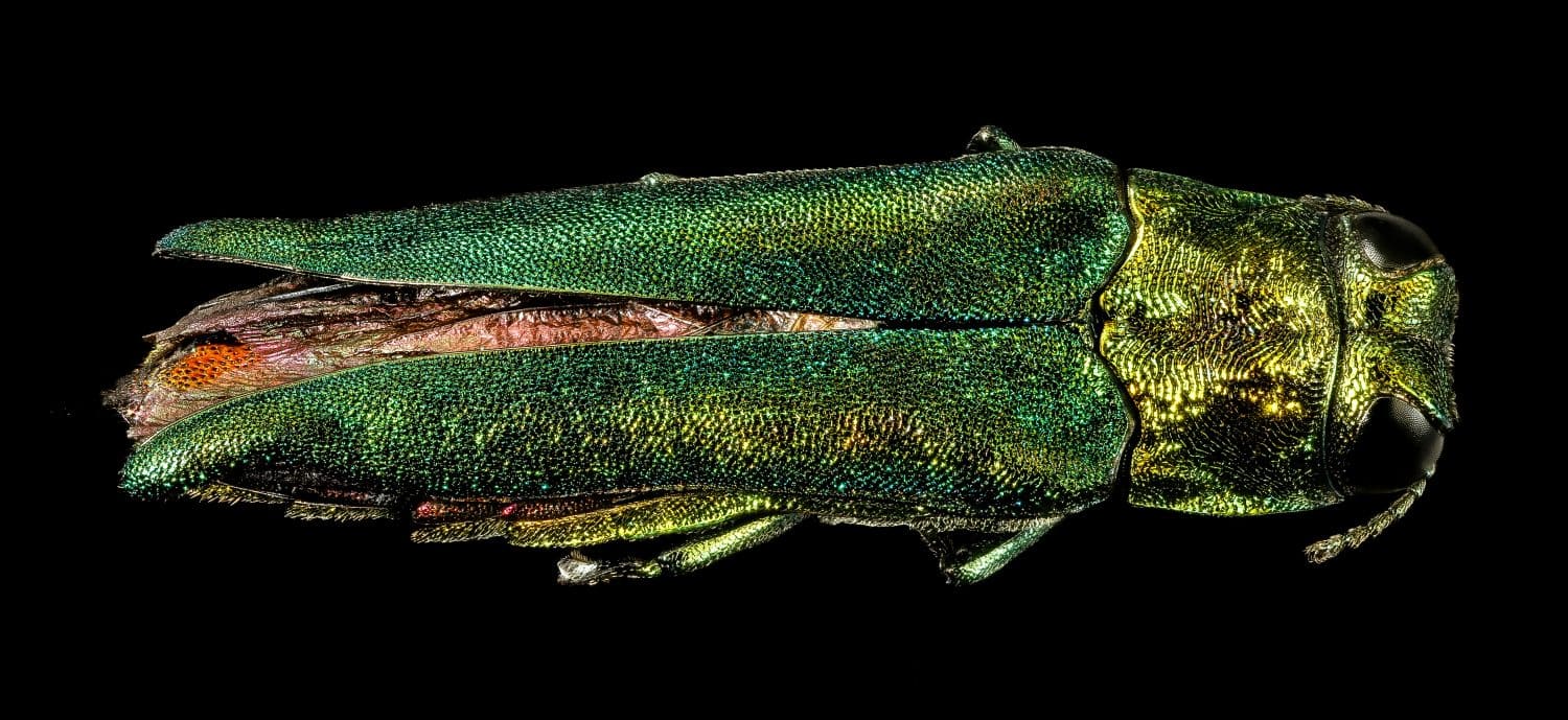 Ash Tree Apocalypse: The Beetle Killing our Urban Forests - A-Z Animals