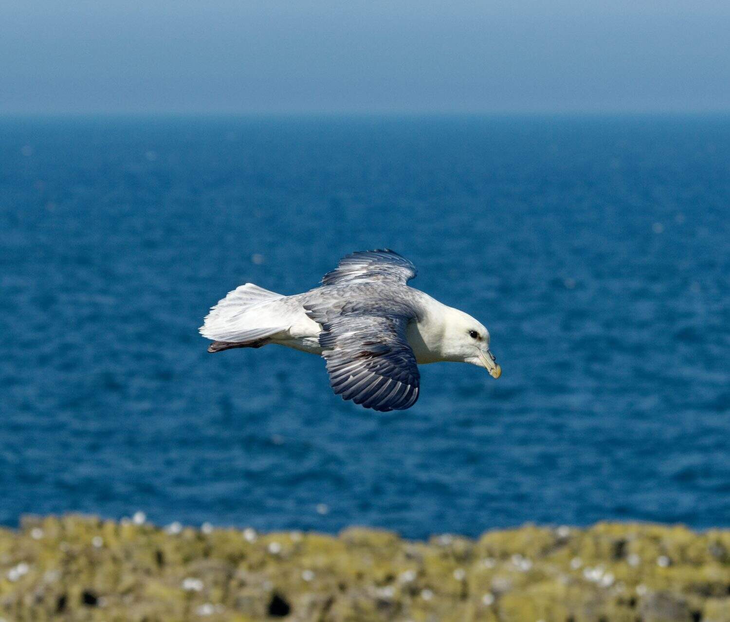 Foul Play: The Seabird That Defeats Predators with Projectile Vomit - A ...