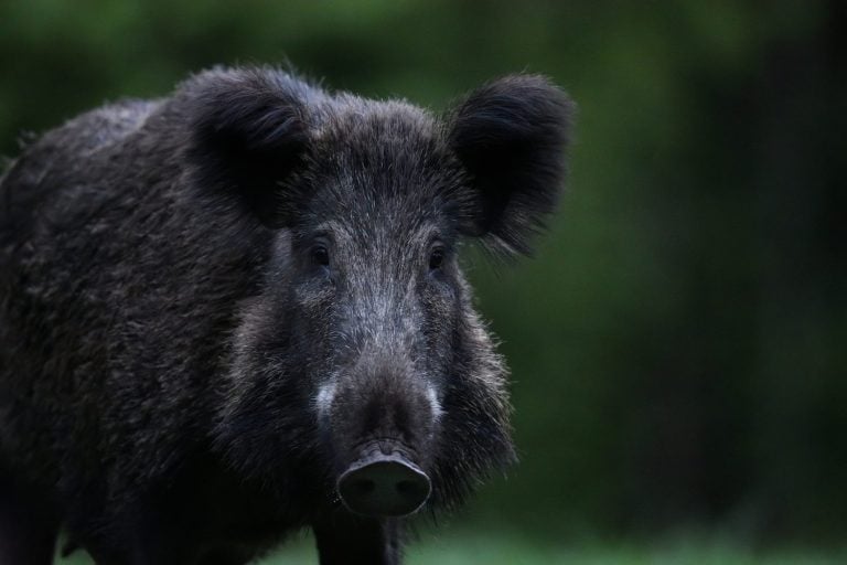 Tennessee's Battle Against Destructive Wild Hogs