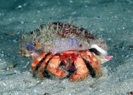 How a Hermit Crab and Sea Anemone Team Up for Survival - A-Z Animals