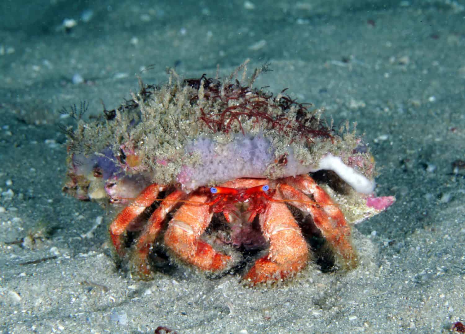Crab Poop: Everything You've Ever Wanted to Know - A-Z Animals