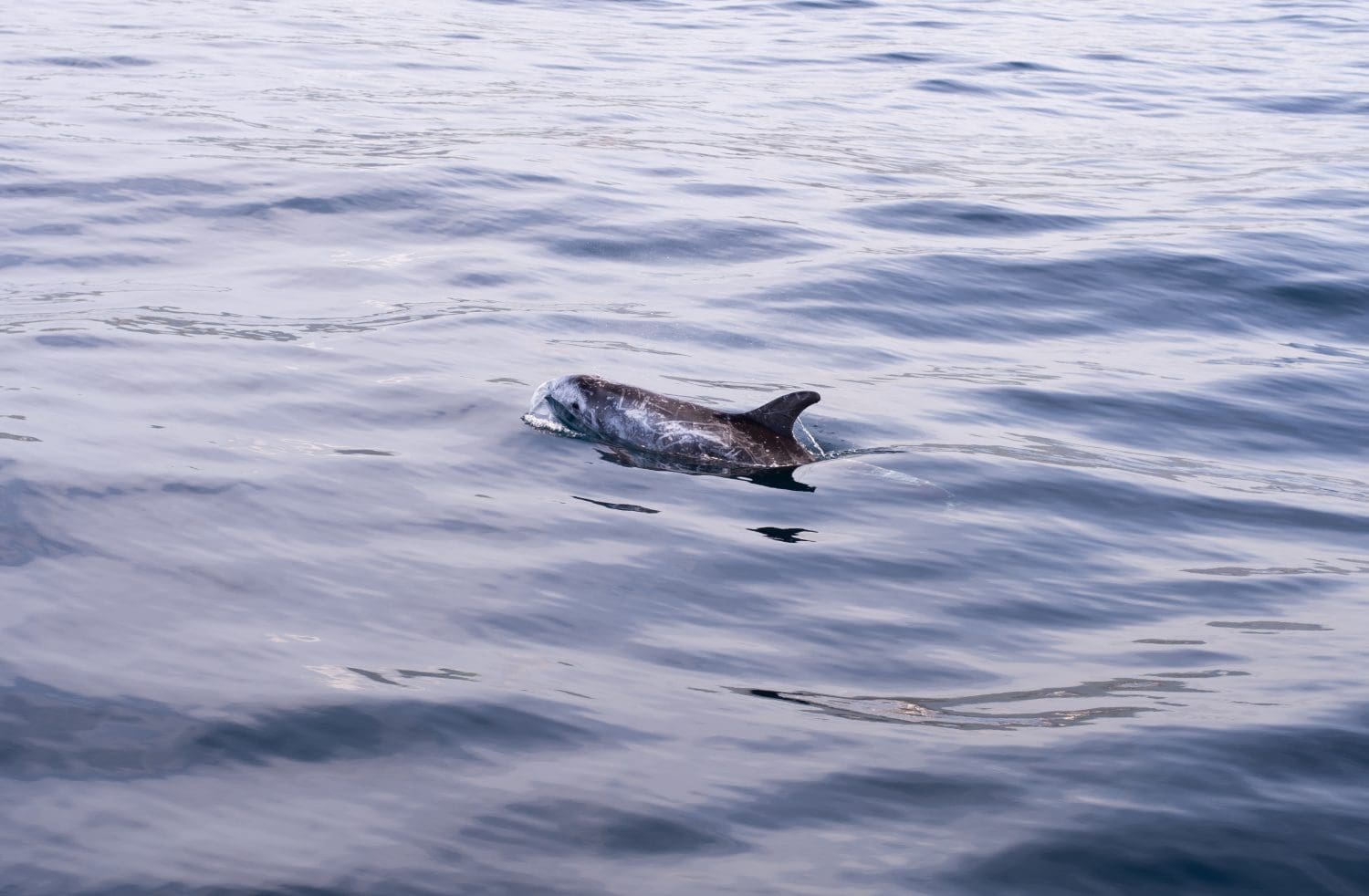 The Tiny Whale That Disappears in a Dark Cloud of Ink - A-Z Animals