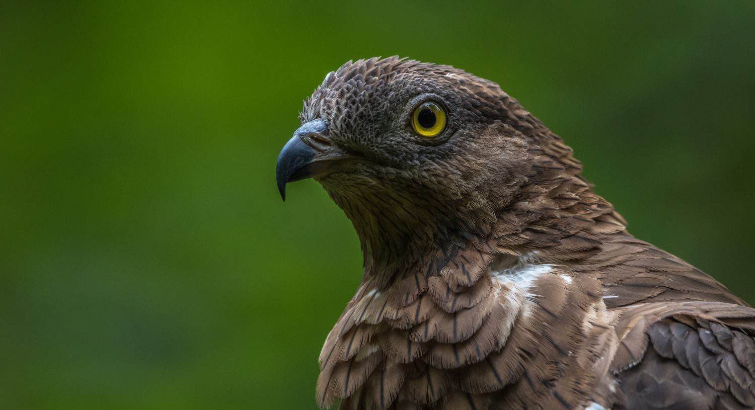 Honey Buzzard Animal Pictures | A-Z Animals